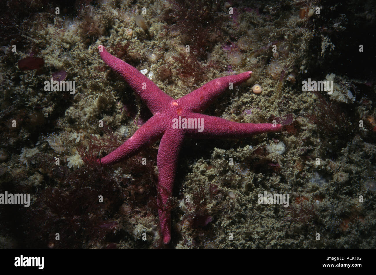 Bloody henry starfish hi-res stock photography and images - Alamy