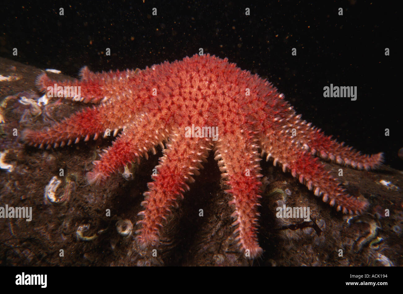 Common sunstar Crossaster papposus Loch Linnhe Scotland UK Stock Photo ...