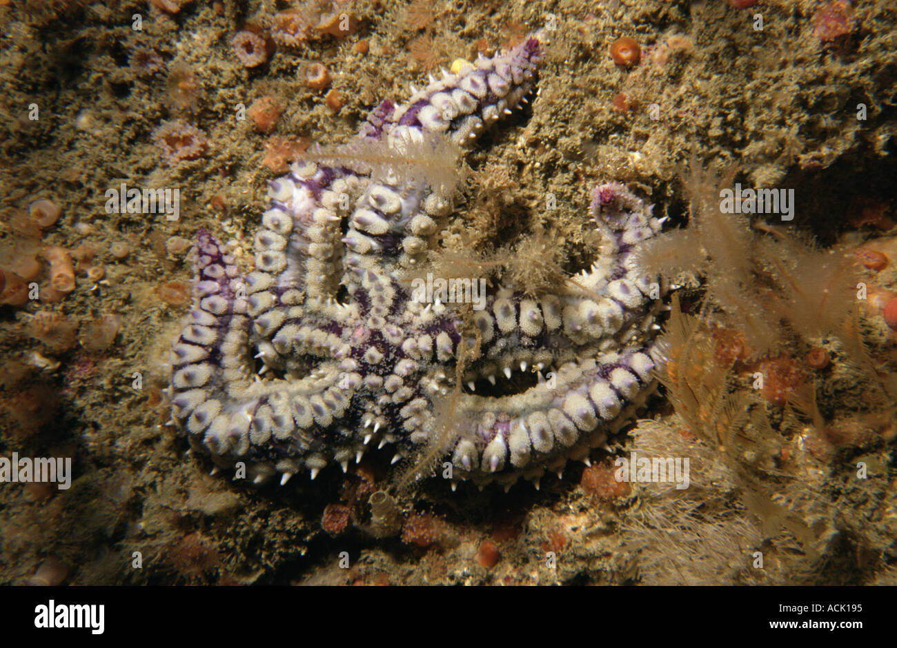 Spiny starfish Marthasterias glacialis Sark Channel Isles UK Stock ...