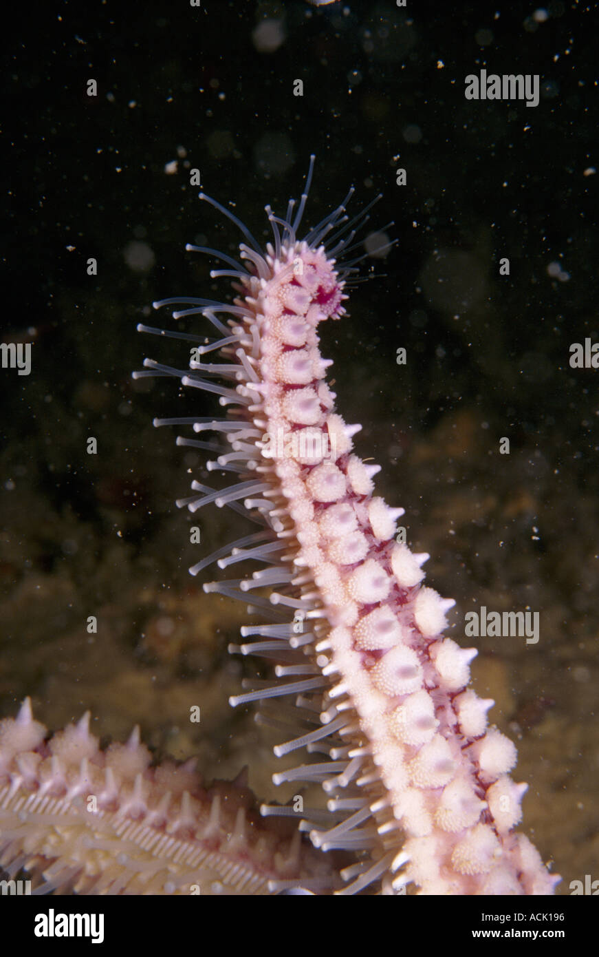 Close up of Spiny starfish arm showing tube feet Marthasterias ...