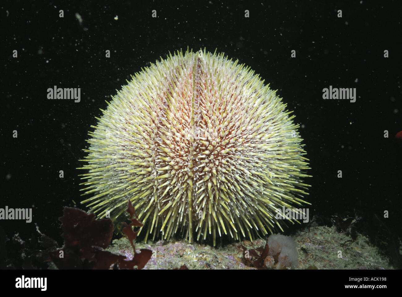 Common sea urchin Echinus esculentus Sark Channel Isles UK Stock Photo ...