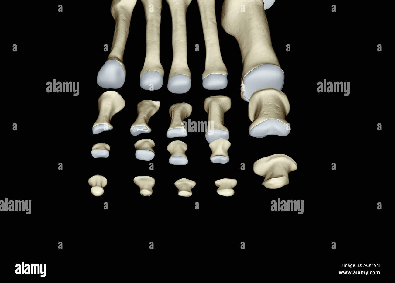 The bones of the foot Stock Photo - Alamy