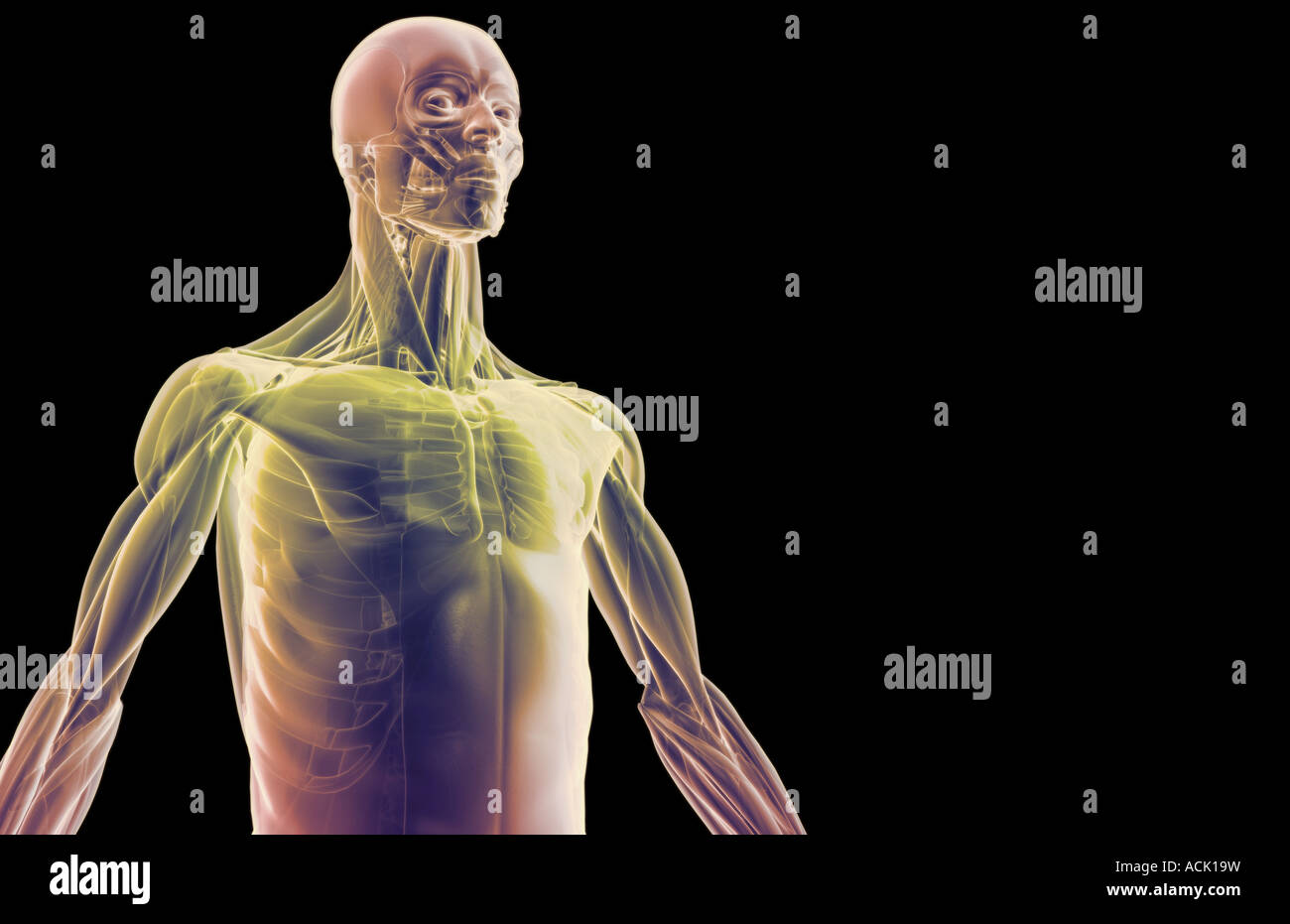 The muscles of the upper body Stock Photo - Alamy