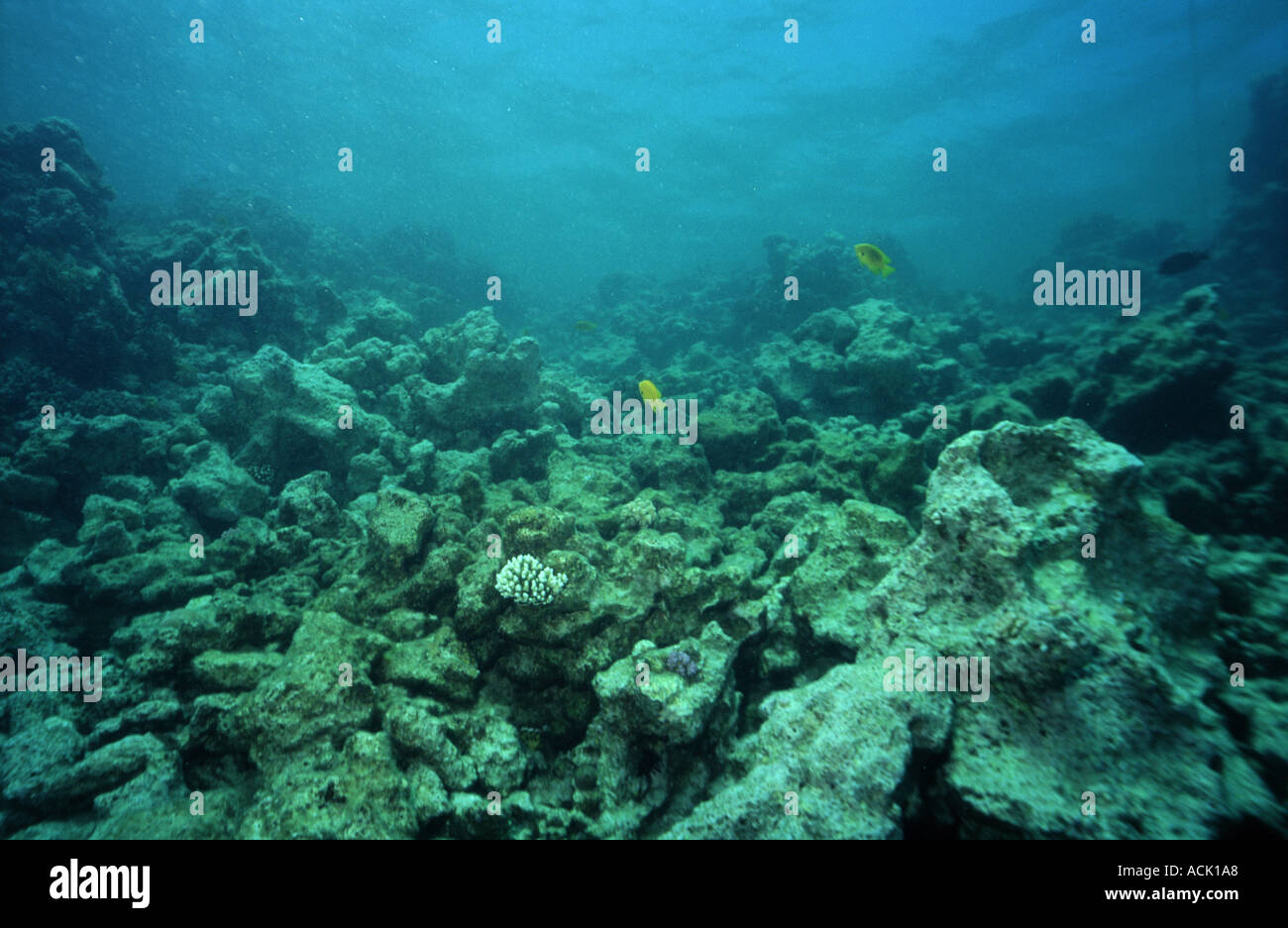 Coral reef reduced to rubble by dive boat anchors and divers Small ...