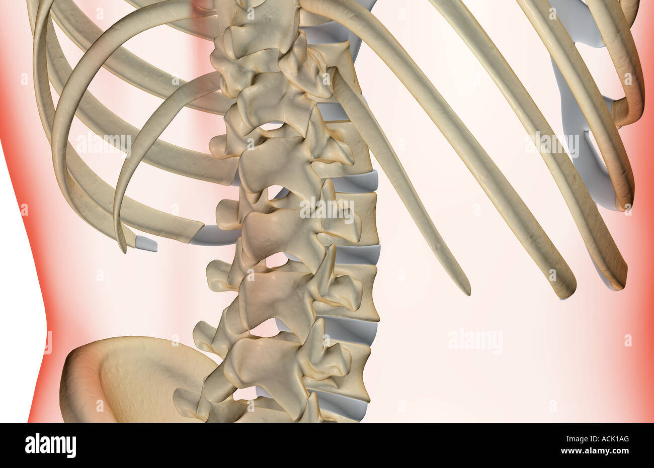 Bones Lower Back Stock Photos & Bones Lower Back Stock Images - Alamy