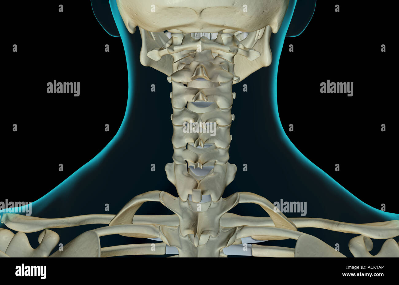 The bones of the neck Stock Photo - Alamy