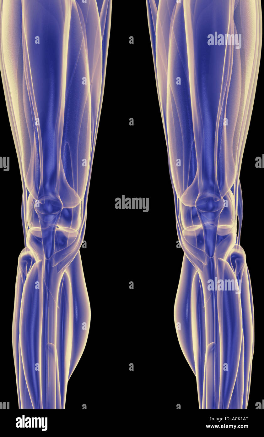 The muscles of the knee Stock Photo - Alamy