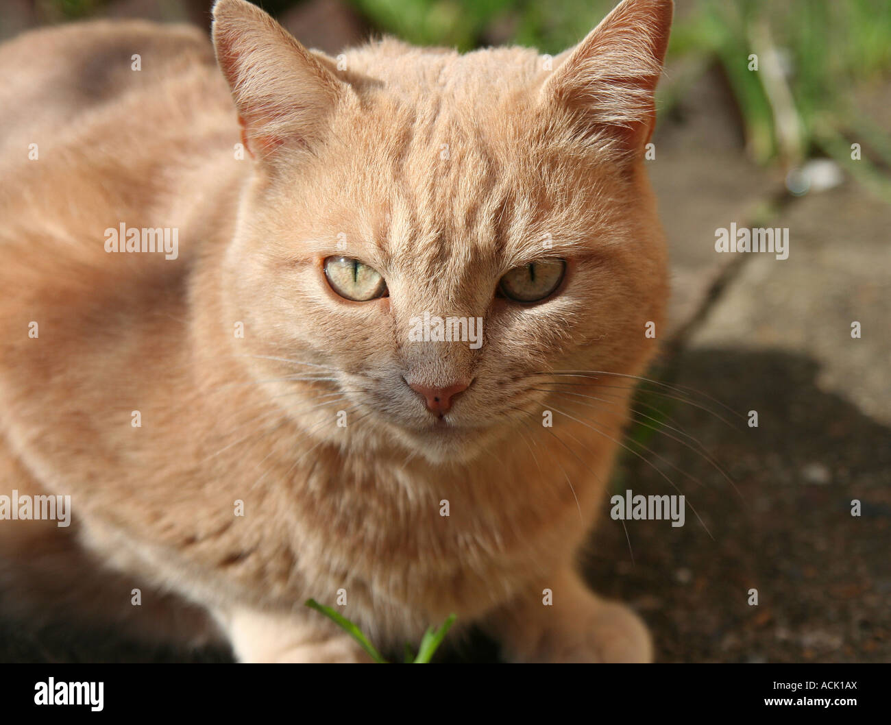 A big brown ginger tomcat sitting on a path Stock Photo - Alamy