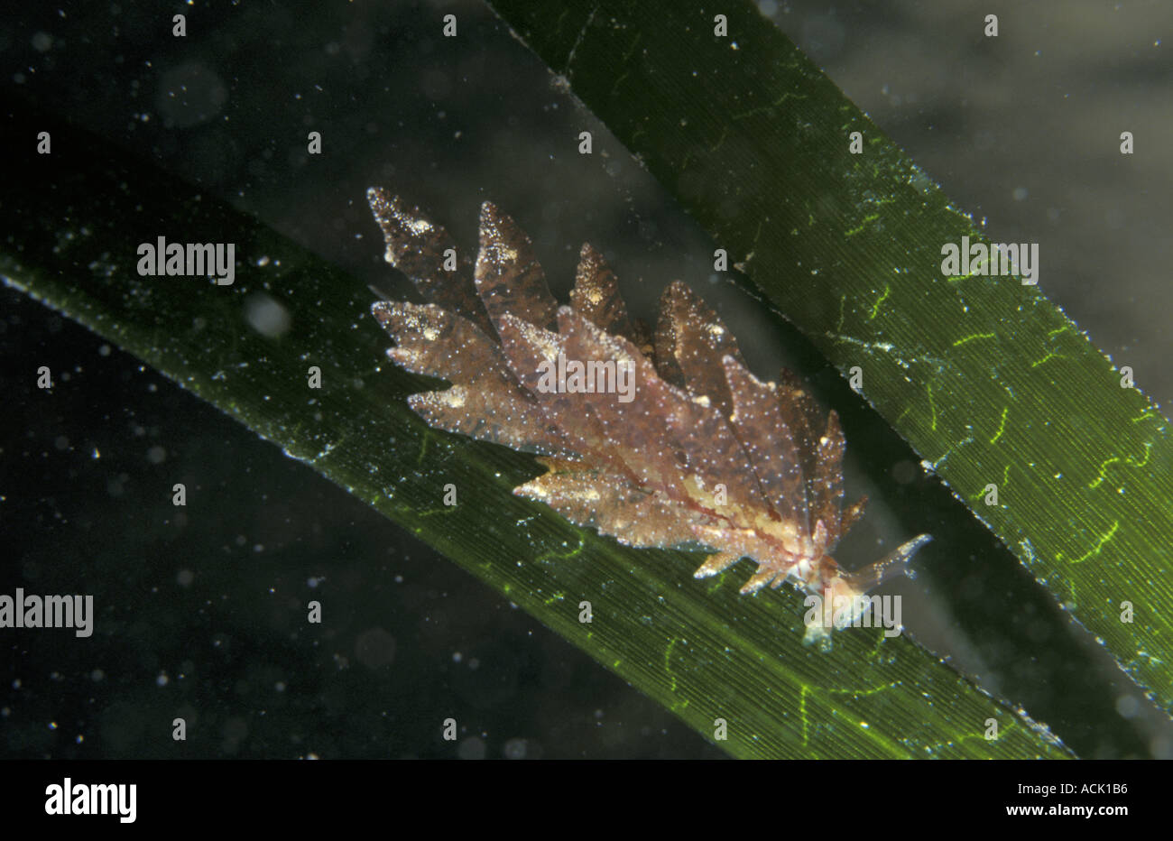 Sea slug on eel grass Hermaea bifida Jersey Channel Isles UK St ...