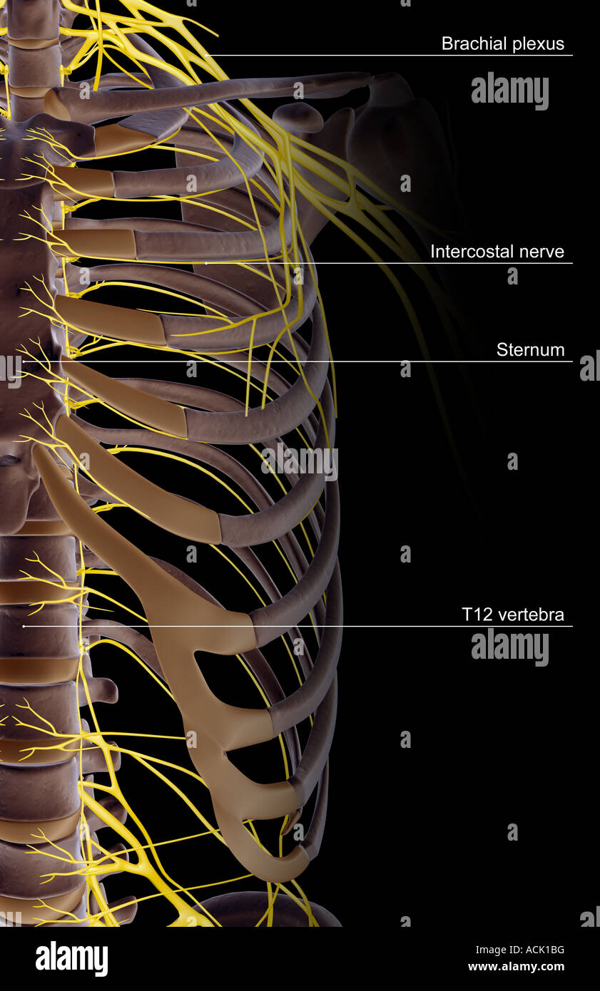 Thoracic Nerves High Resolution Stock Photography and Images - Alamy