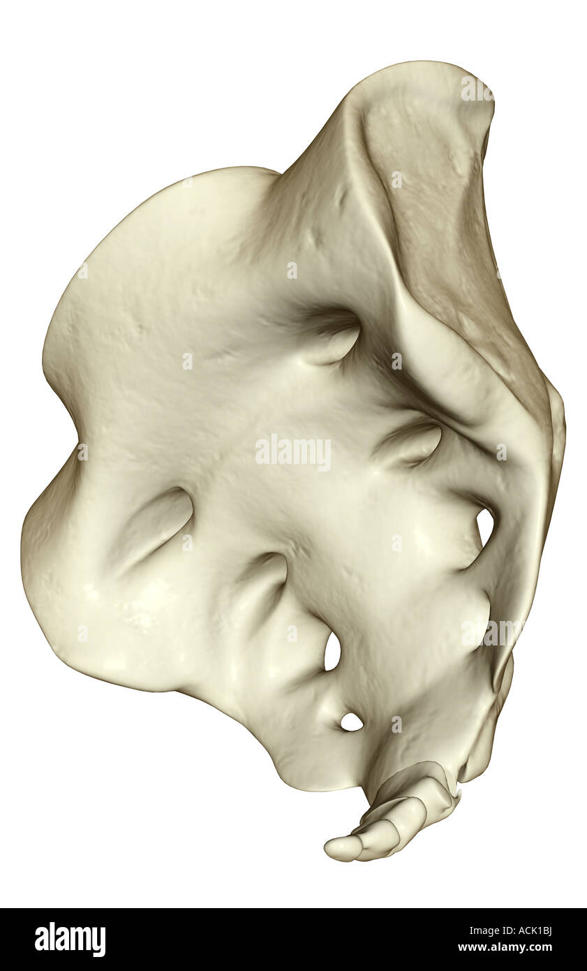 Sacrum Bone High Resolution Stock Photography and Images - Alamy