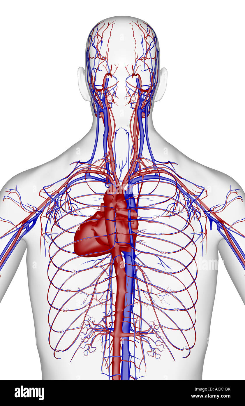 The blood supply of the upper body Stock Photo - Alamy