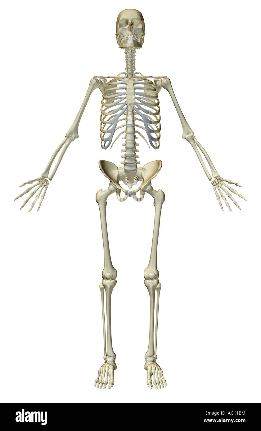 The skeletal system Stock Photo - Alamy