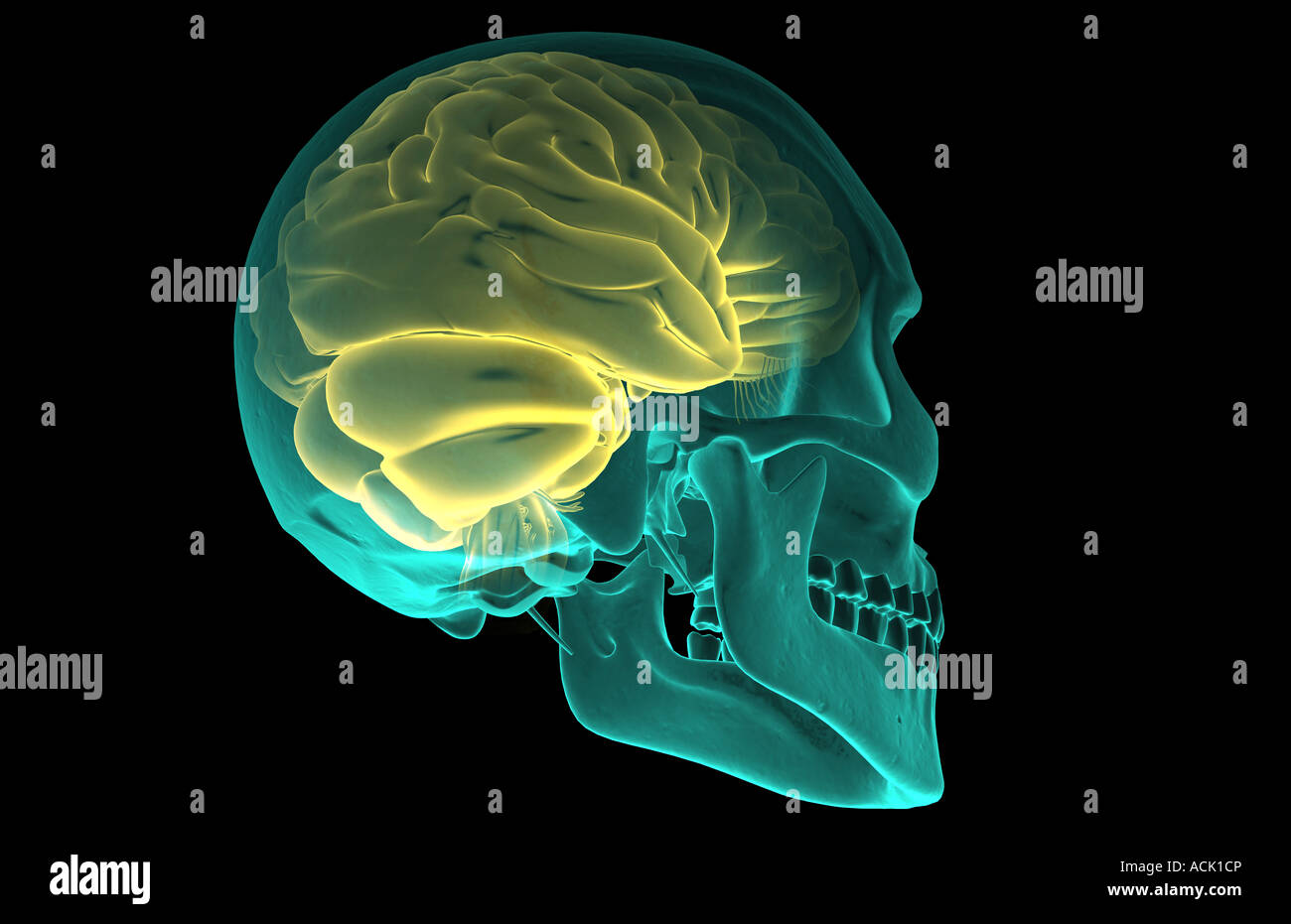 Telencephalon hi-res stock photography and images - Alamy
