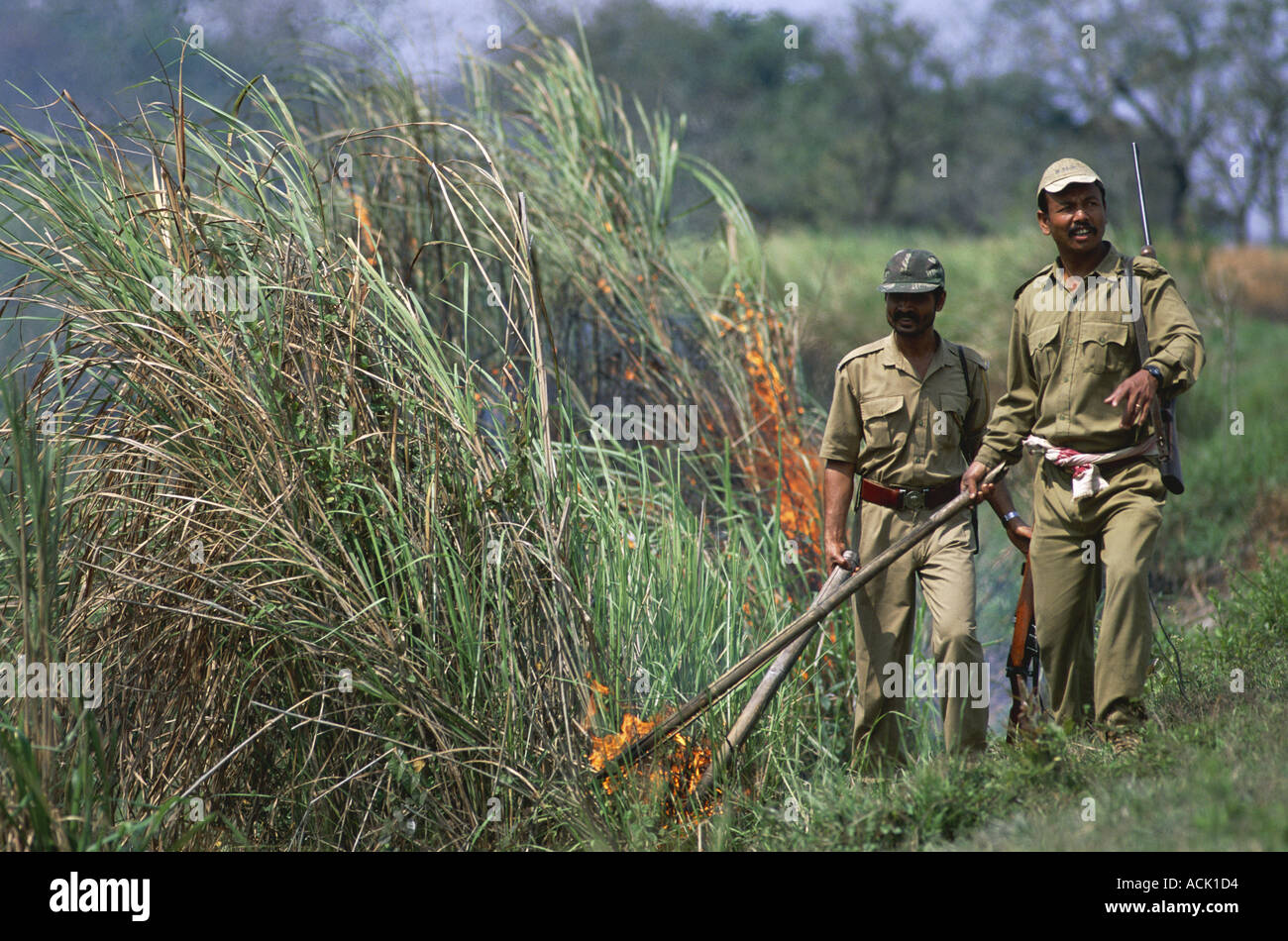 Forest guards starting fires to stimulate the growth of Elephant grass ...