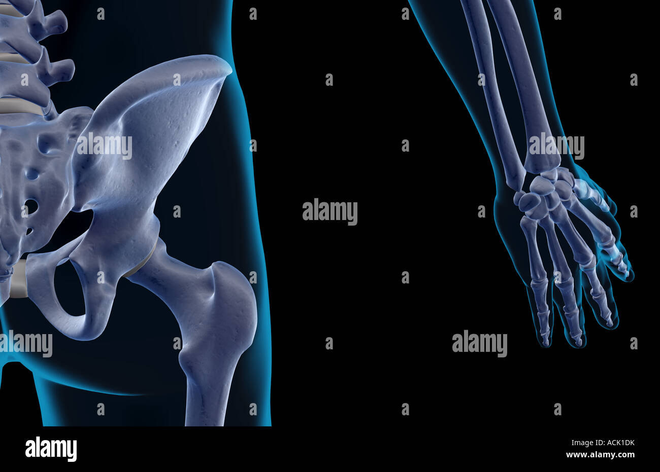 The bones of the hip Stock Photo - Alamy