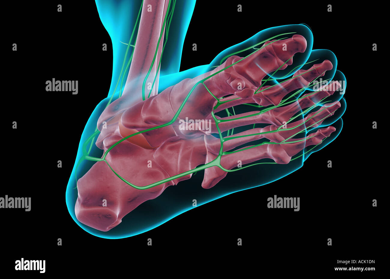 The lymph supply of the foot Stock Photo - Alamy