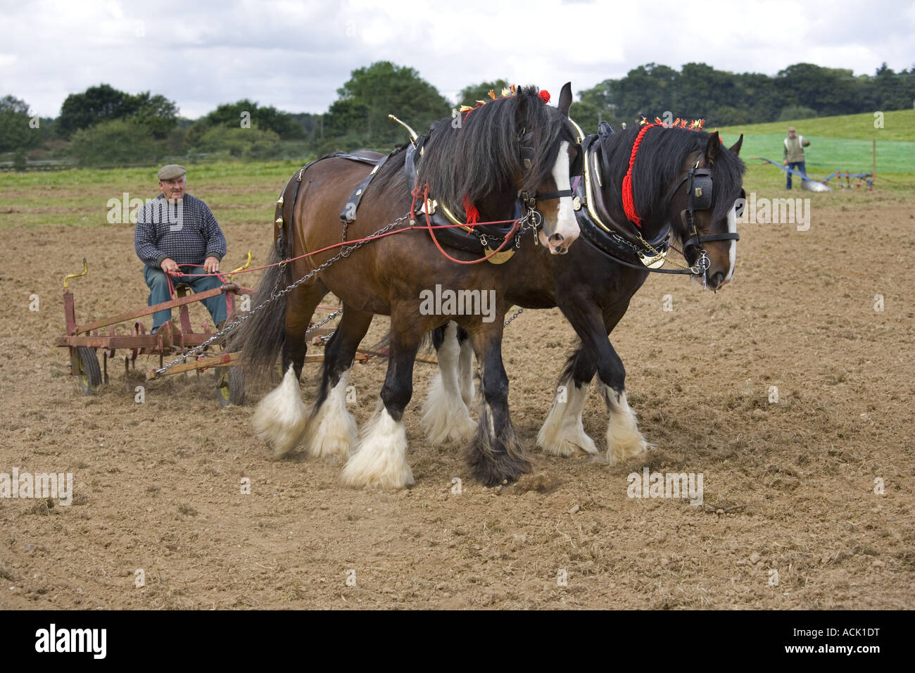 Shire Horses Harrowing Stock Photo - Alamy
