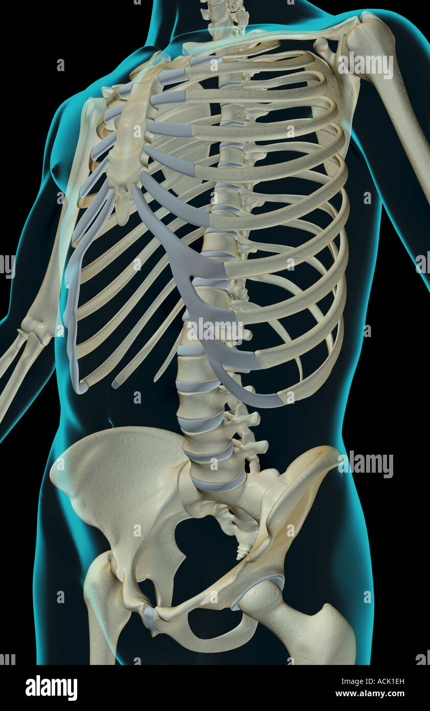 The bones of the trunk Stock Photo - Alamy