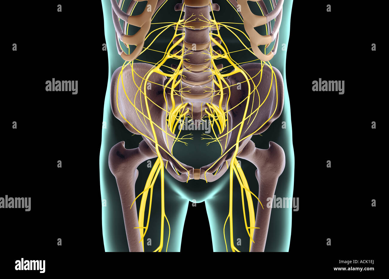 The nerves of the lower body Stock Photo - Alamy