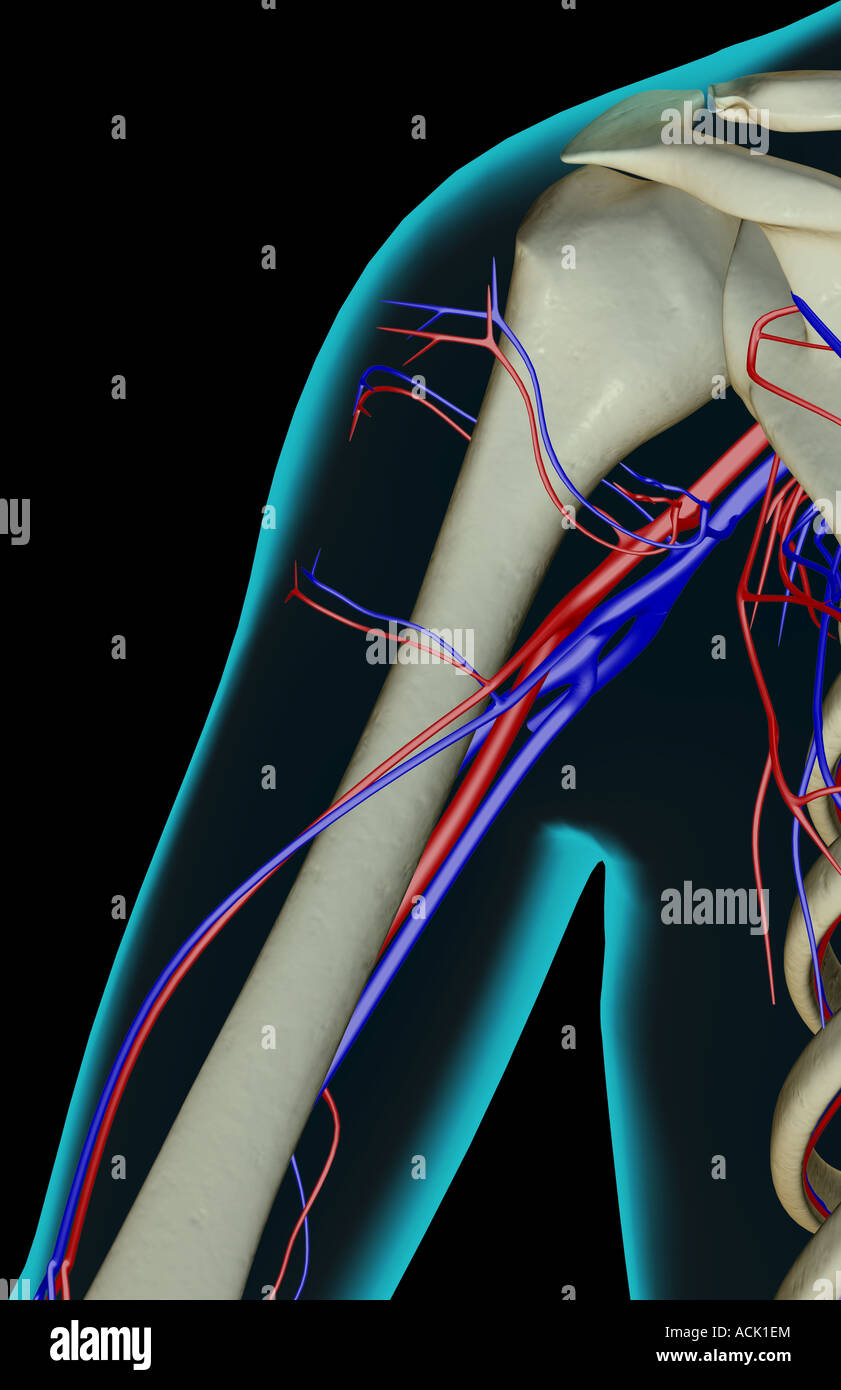 The blood supply of the shoulder Stock Photo - Alamy