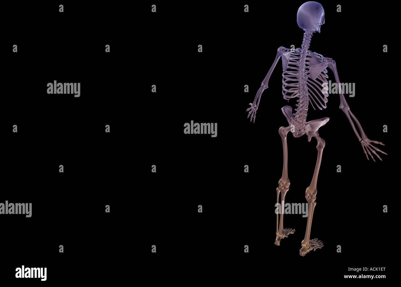The skeletal system Stock Photo - Alamy
