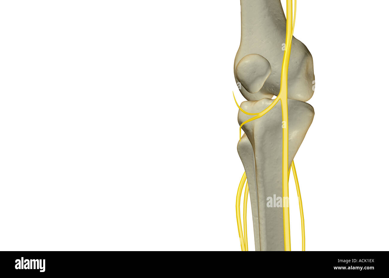 The nerves of the knee Stock Photo - Alamy