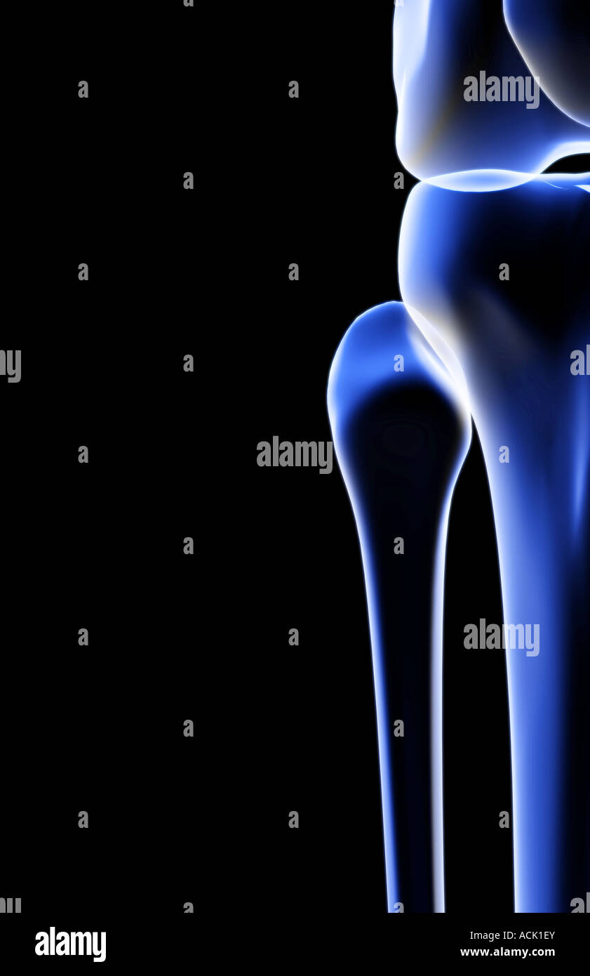 The bones of the knee Stock Photo - Alamy