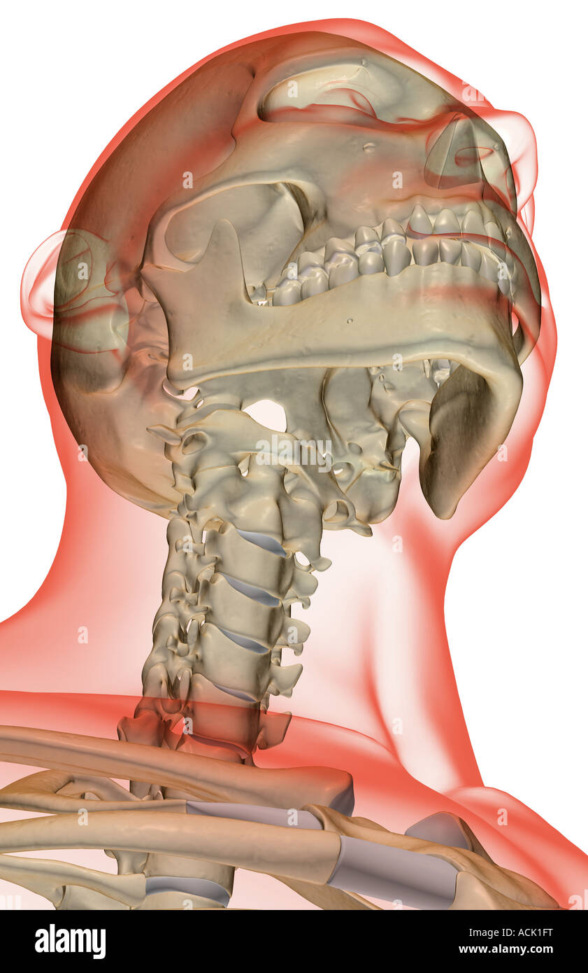 Front view head neck bones hi-res stock photography and images - Alamy