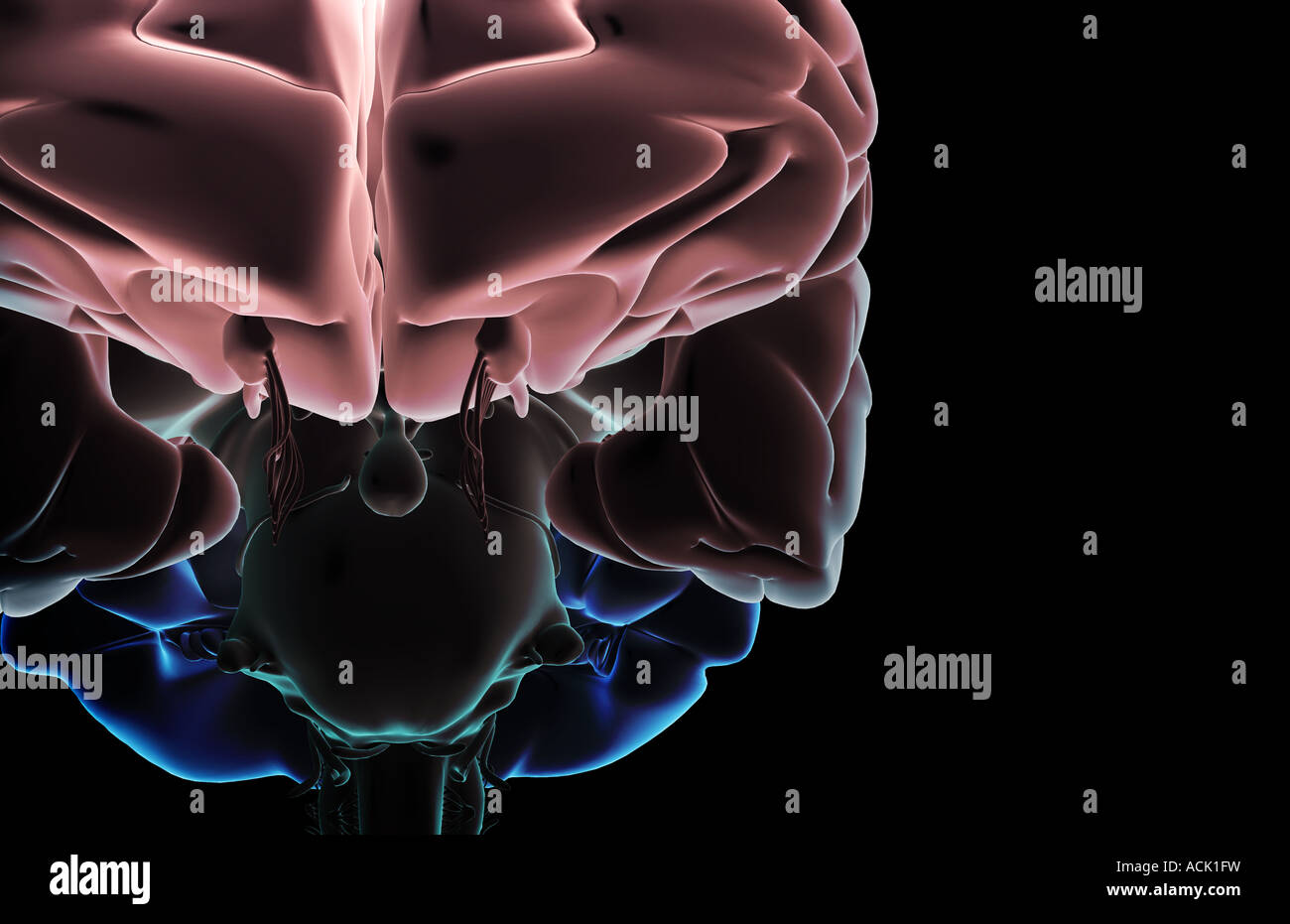 Cerebral peduncle hi-res stock photography and images - Alamy