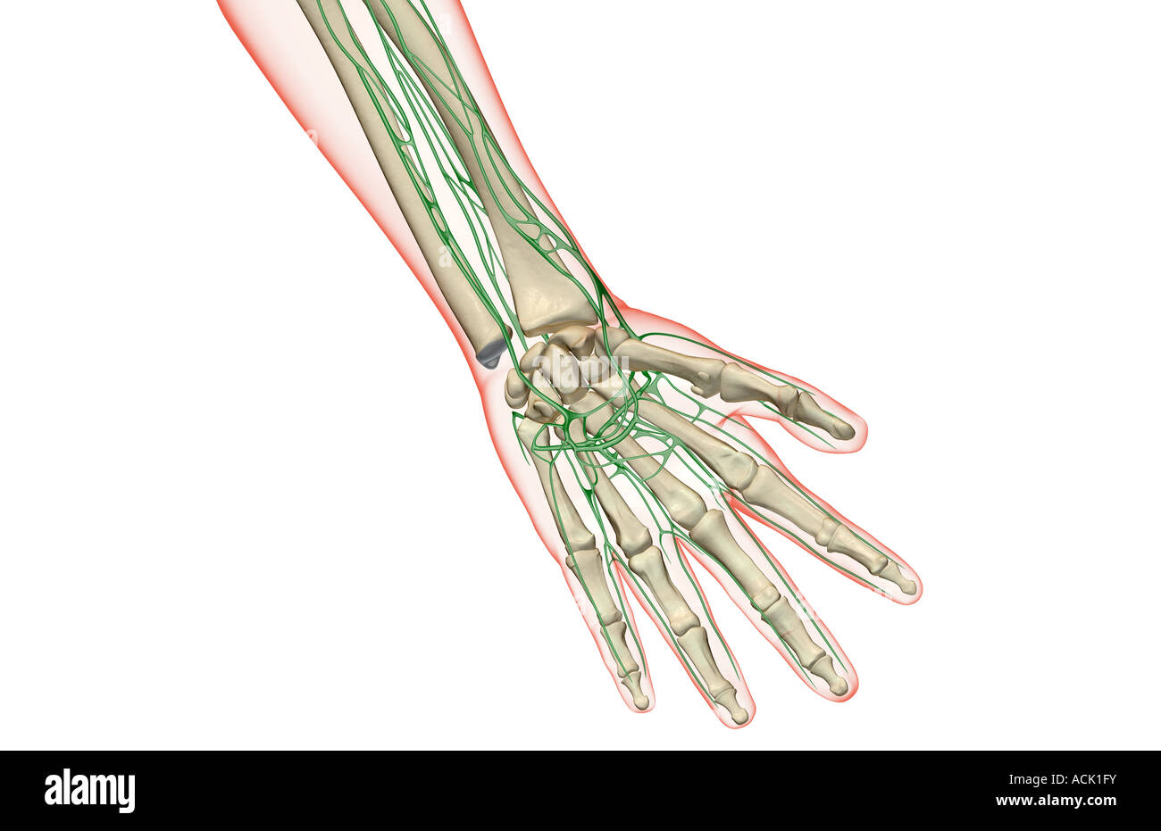 The lymph supply of the hand Stock Photo - Alamy