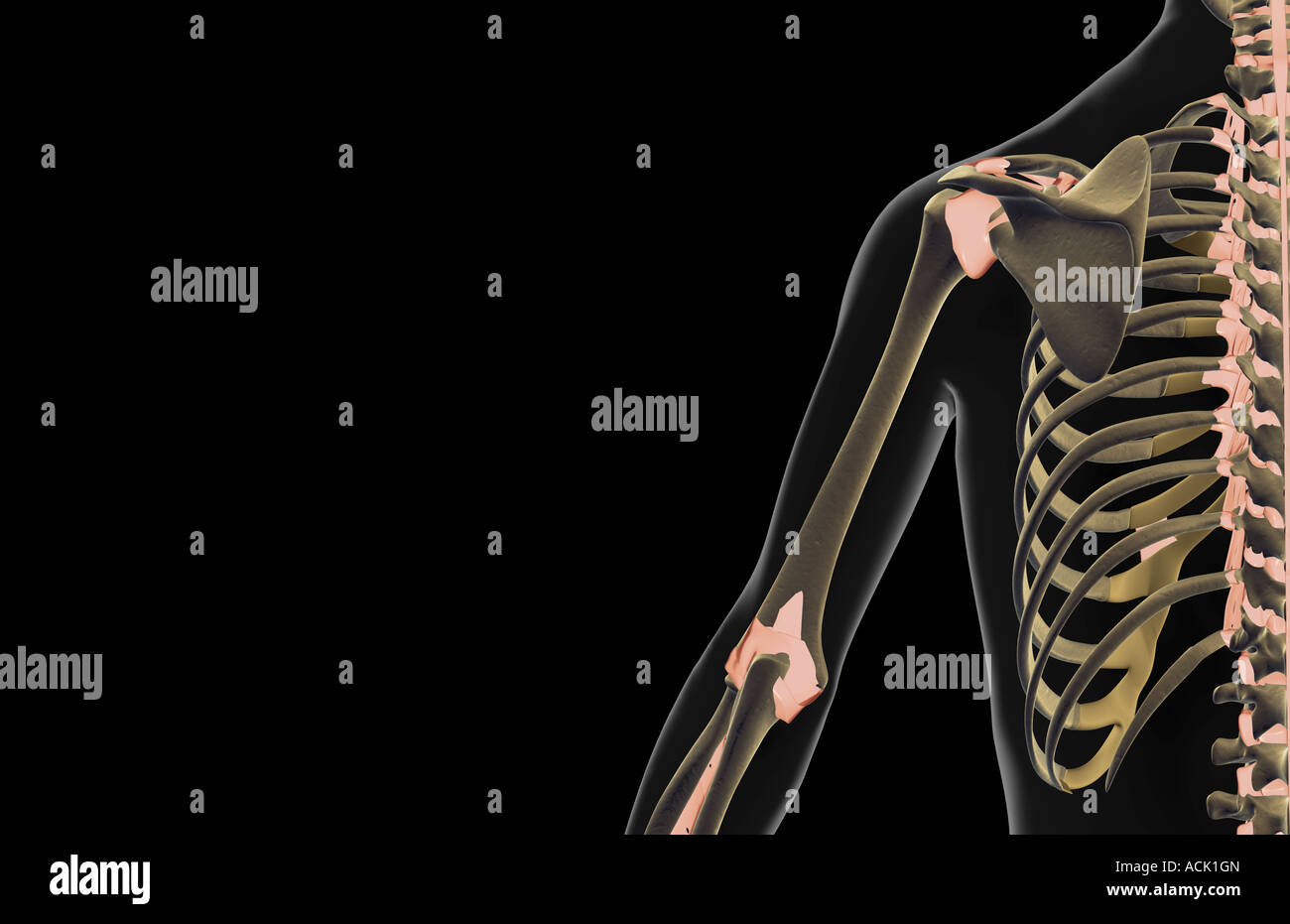The ligaments of the shoulder and upper arm Stock Photo - Alamy