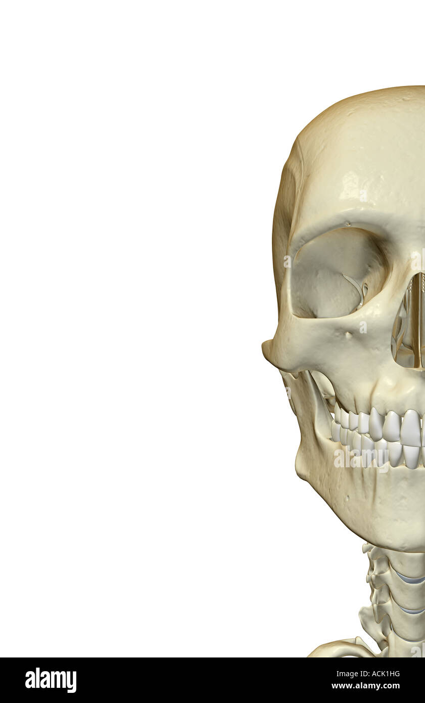 The bones of the face Stock Photo - Alamy