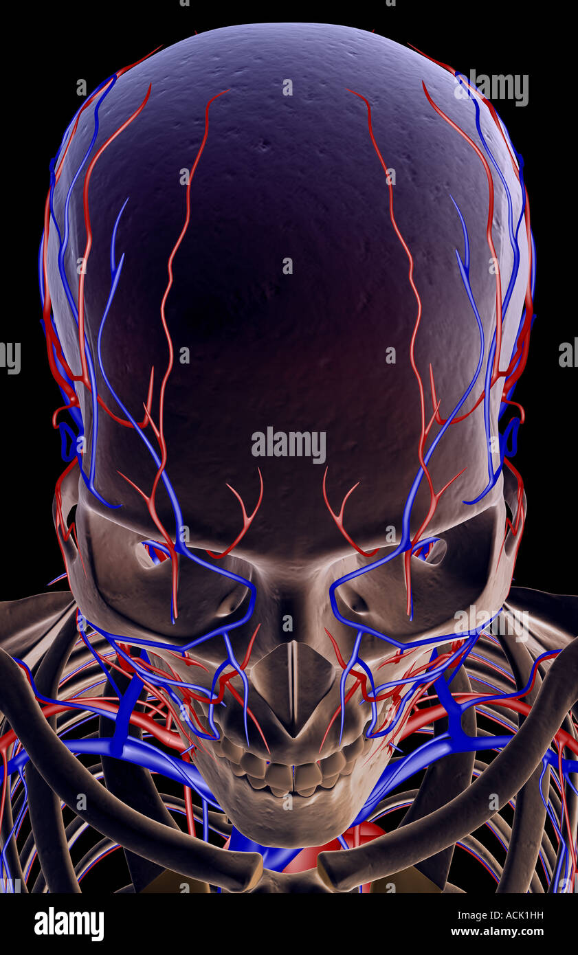 The blood supply of the head and face Stock Photo - Alamy