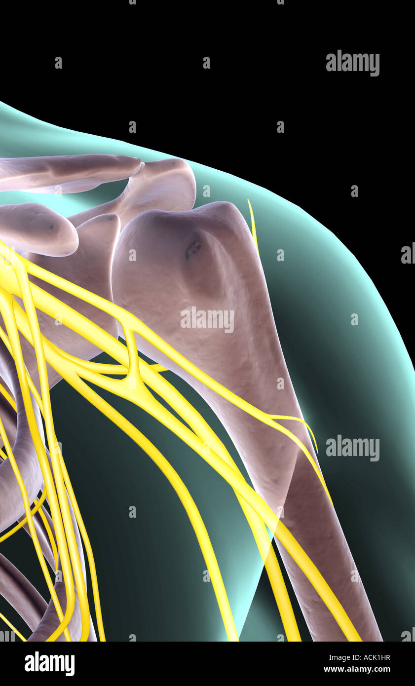 Axillary nerve shoulder hi-res stock photography and images - Alamy