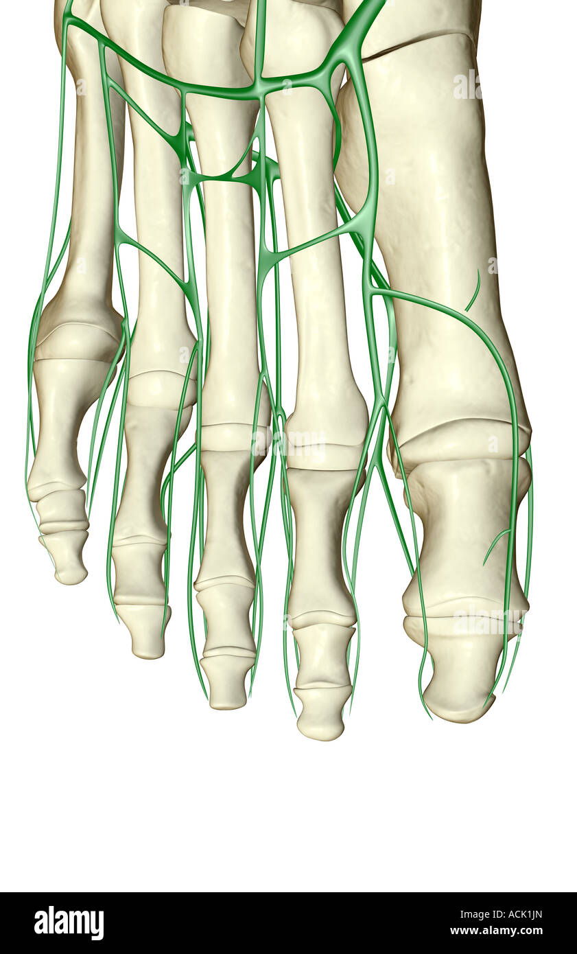 The lymph supply of the foot Stock Photo - Alamy