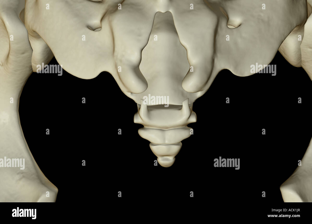 The bones of the tail bone Stock Photo - Alamy