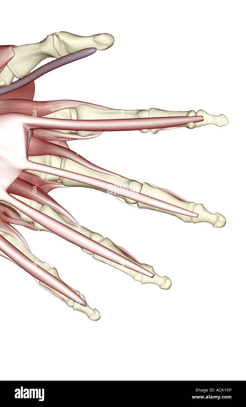 The muscles of the fingers Stock Photo - Alamy