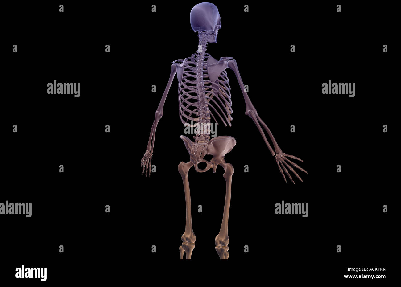 Upper body bone structure hi-res stock photography and images - Alamy