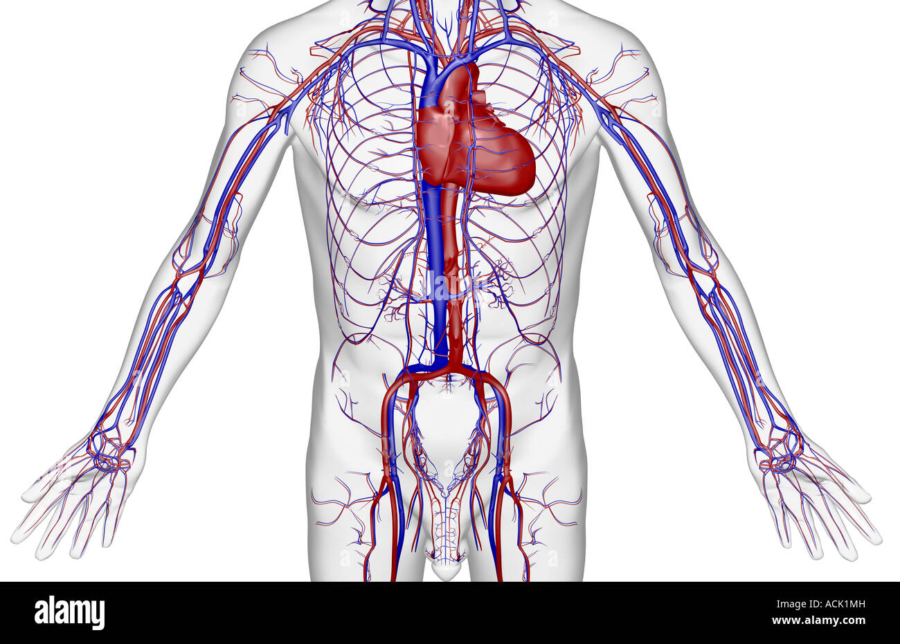 Chest Blood Vessels High Resolution Stock Photography and Images - Alamy