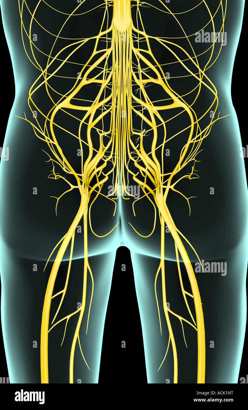 The nerves of the pelvis Stock Photo - Alamy
