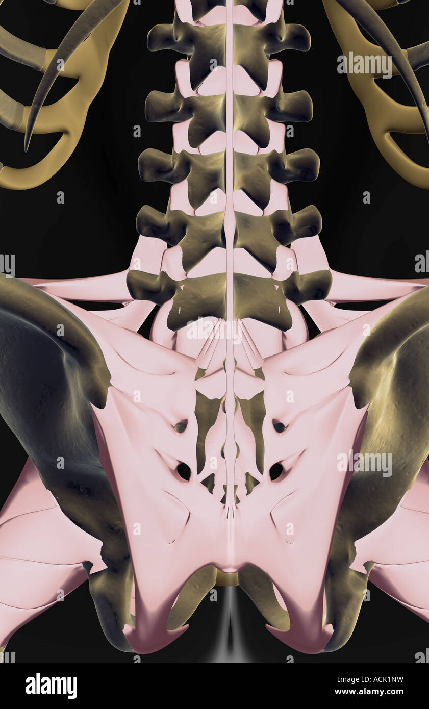 The ligaments of the lower back Stock Photo - Alamy