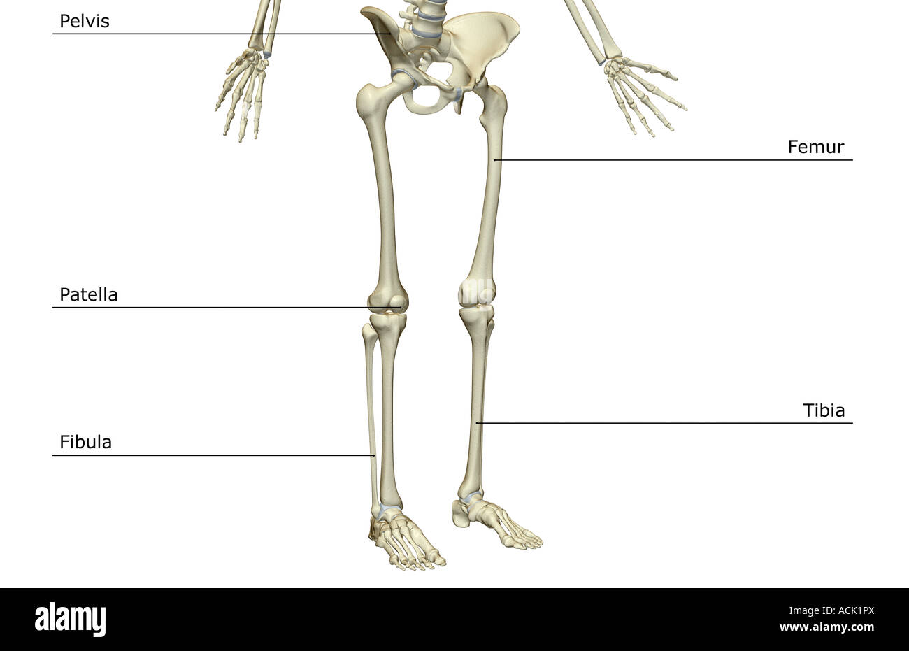 The bones of the lower body Stock Photo - Alamy