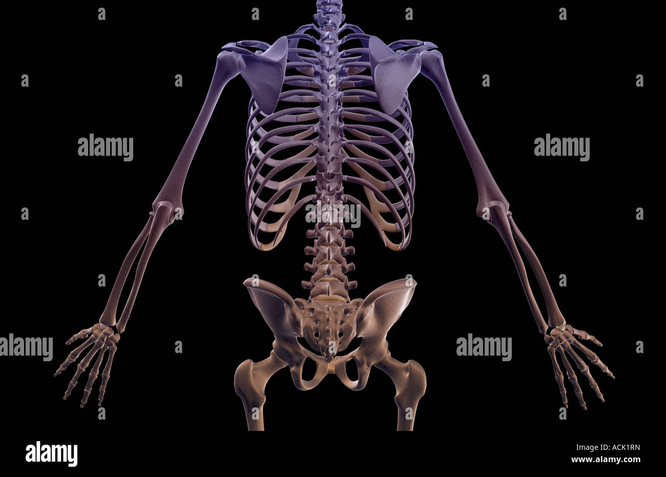 The bones of the trunk Stock Photo - Alamy