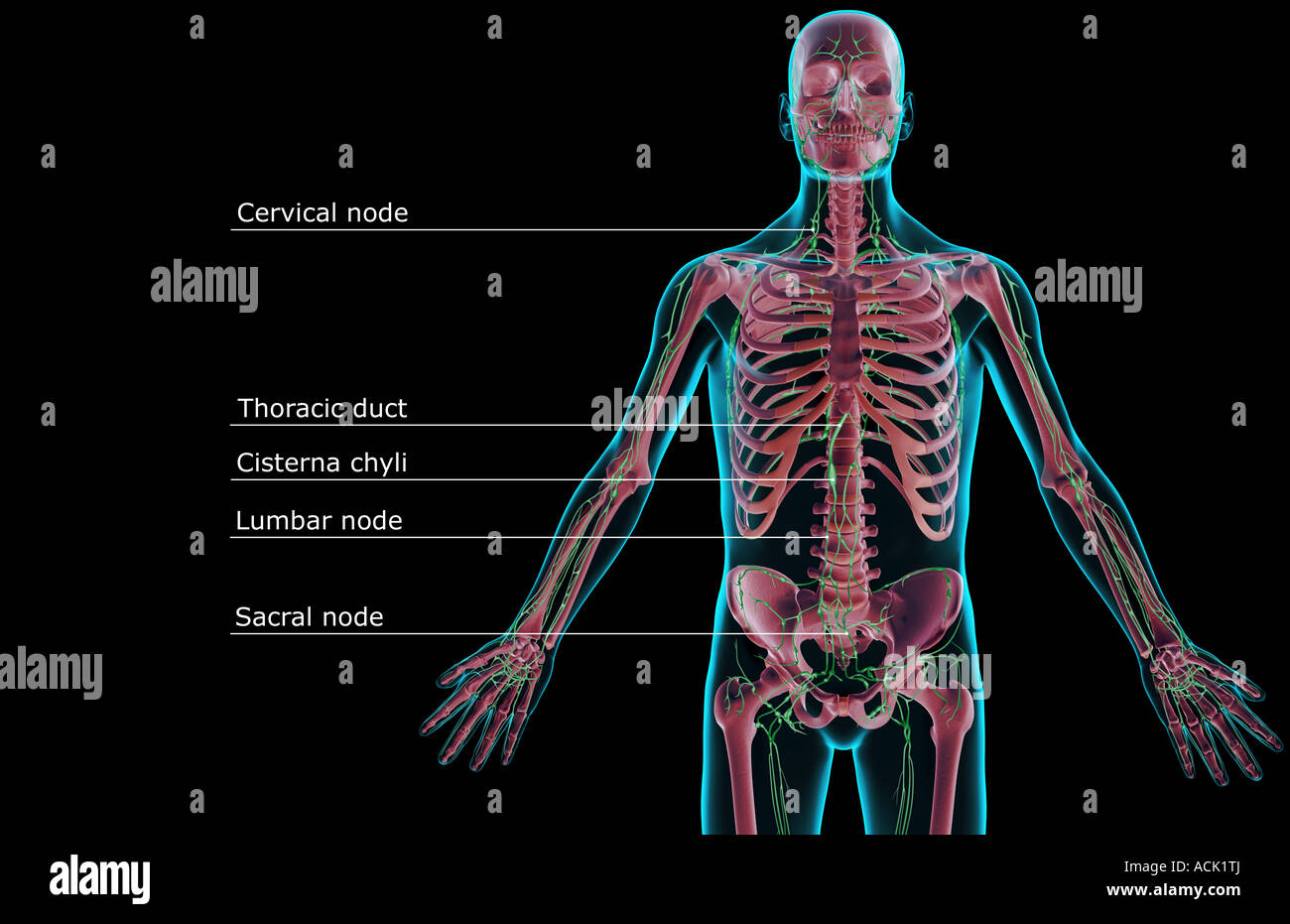 The lymph supply of the upper body Stock Photo - Alamy