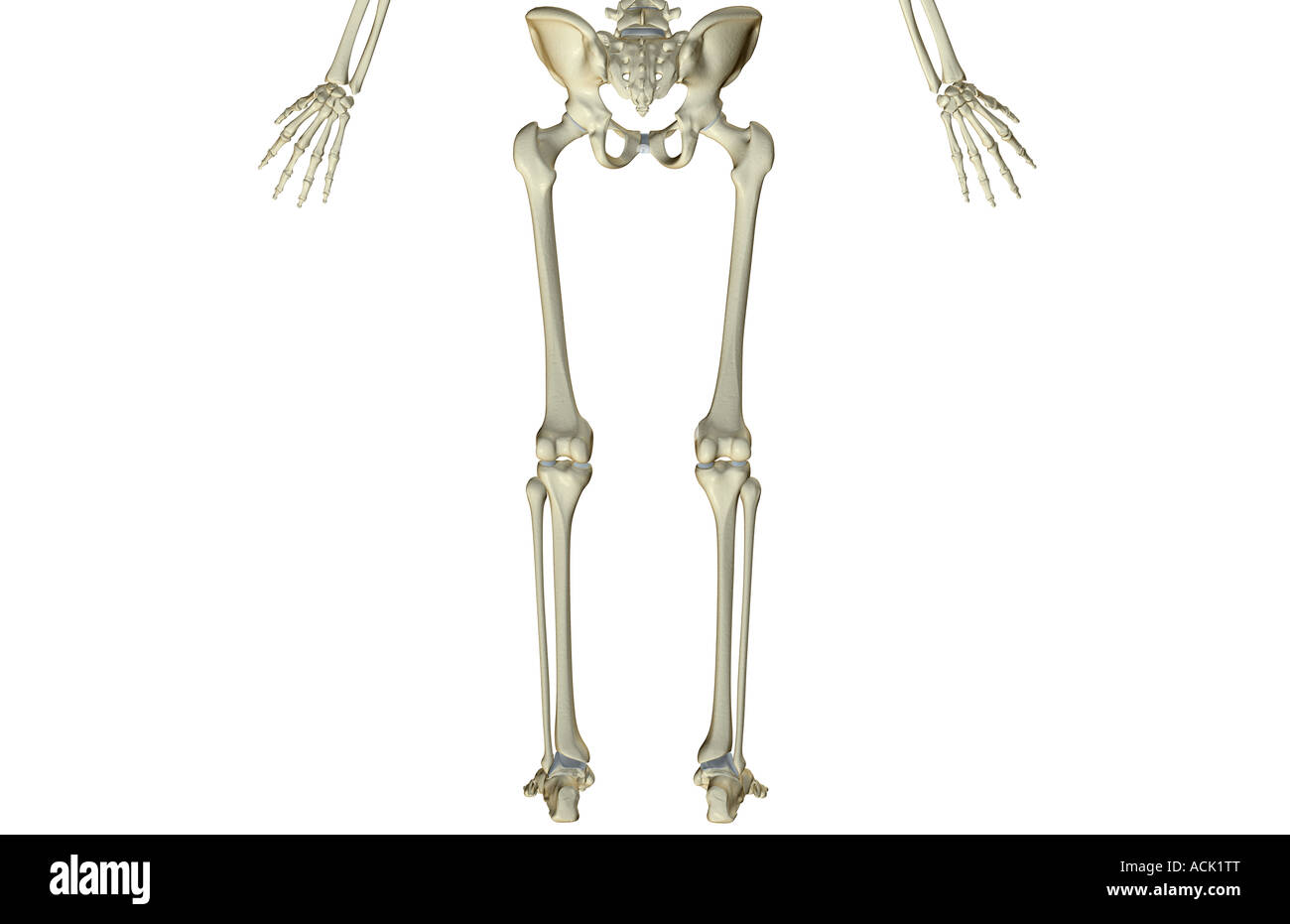 The bones of the lower body Stock Photo - Alamy