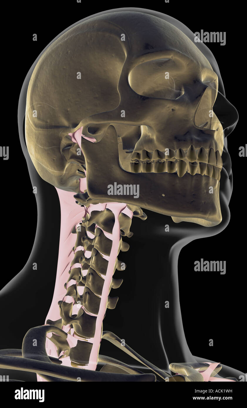 Nuchae hi-res stock photography and images - Alamy