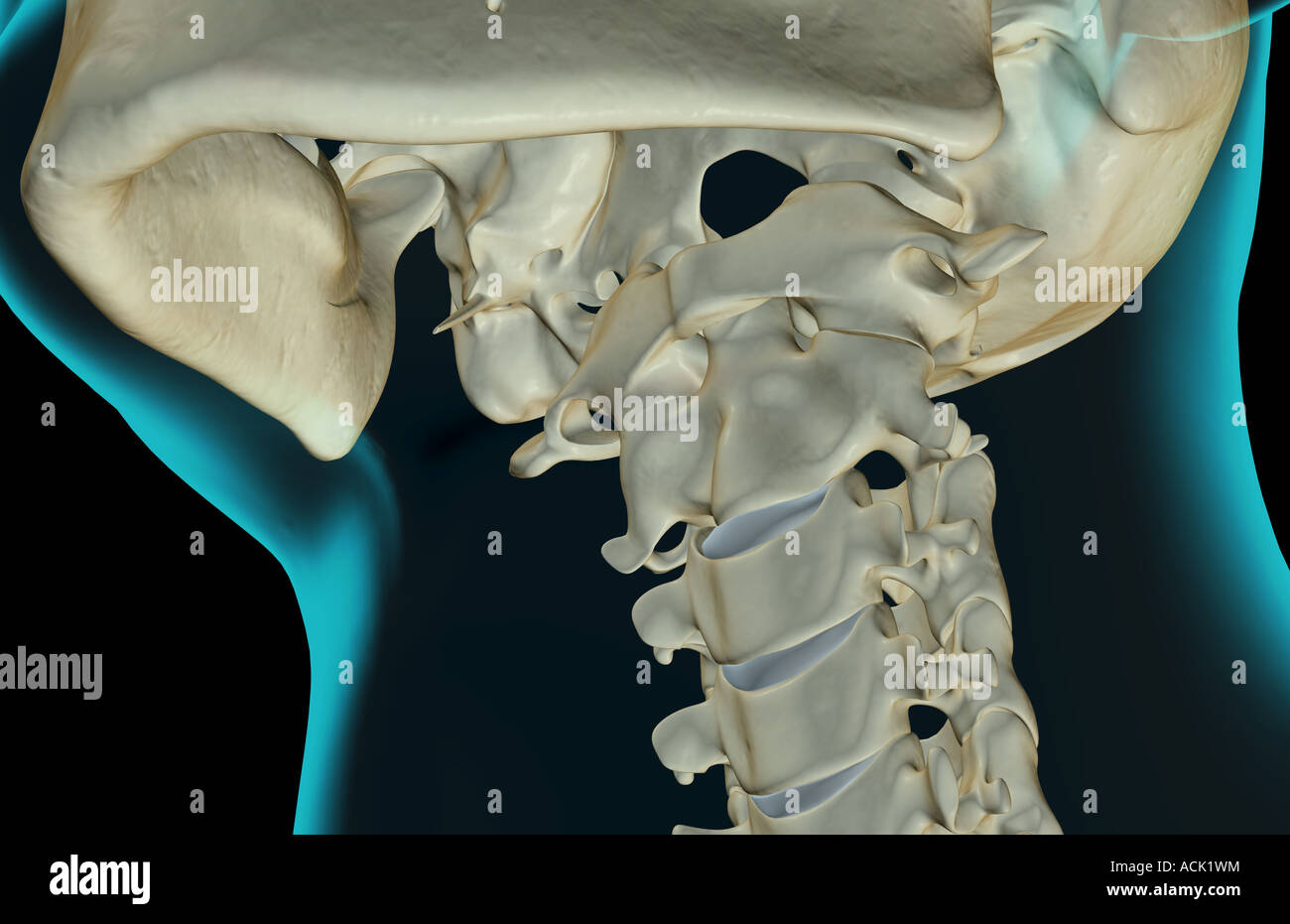 The bones of the neck Stock Photo - Alamy