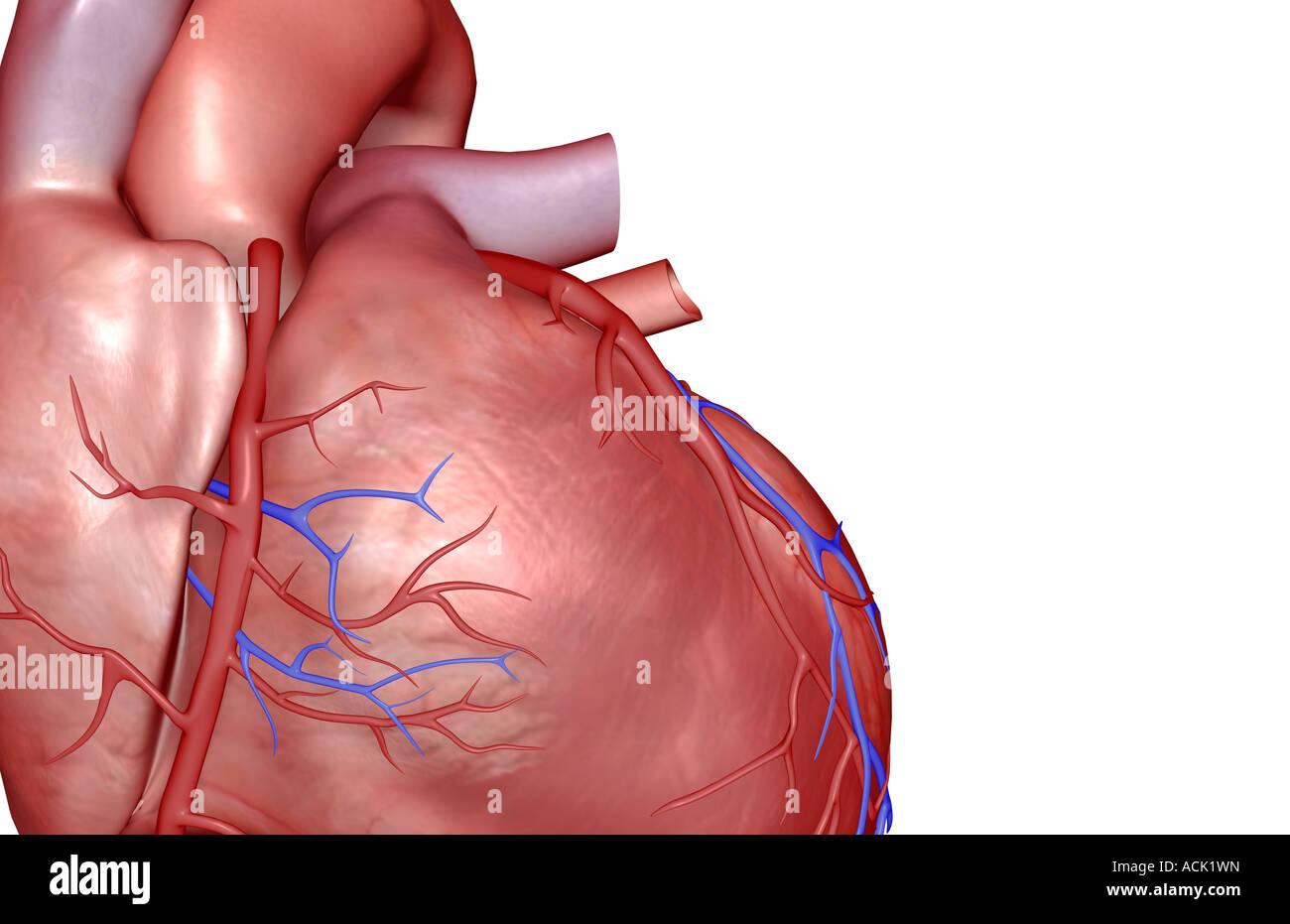 The coronary vessels of the heart Stock Photo - Alamy