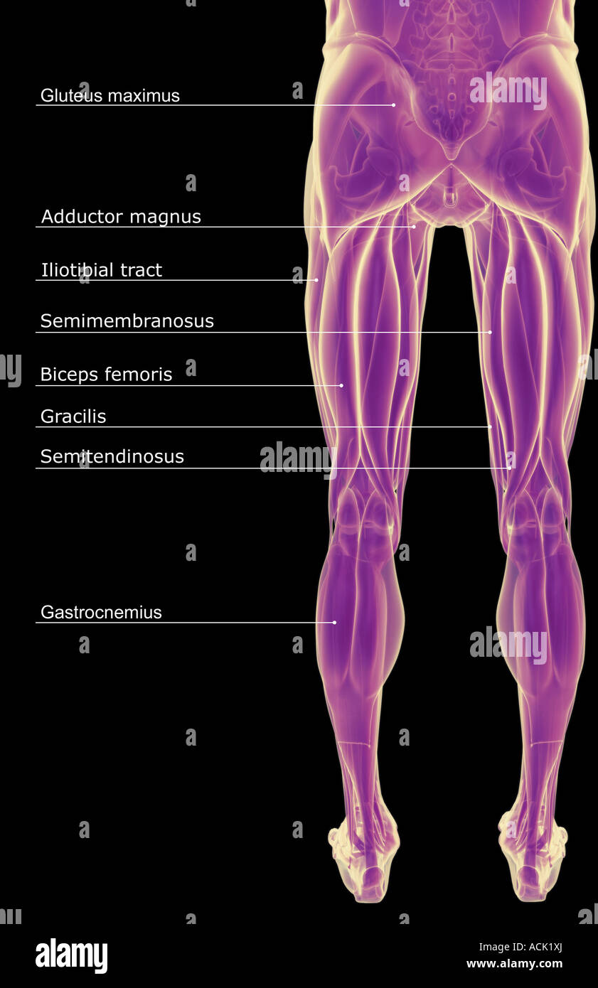 The muscles of the lower body Stock Photo - Alamy